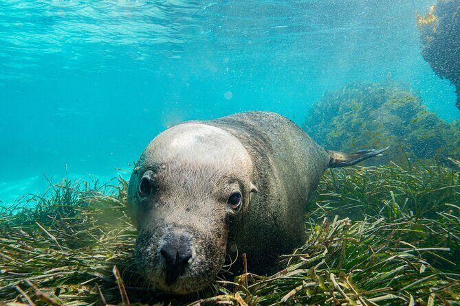 Carnac Island Half Day Sail - Who Will Love This Tour?