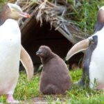 Catlins Cruiser Private Tour from Dunedin Cruise Port - Balancing Cost and Experience