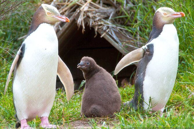 Catlins Cruiser Private Tour from Dunedin Cruise Port - Balancing Cost and Experience