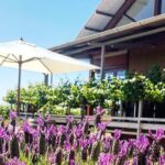 Cheese + Chill - Detailed Review of the Yarran Wines Cheese + Chill Tour