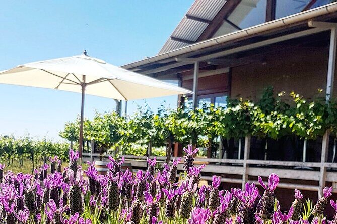 Cheese + Chill - Detailed Review of the Yarran Wines Cheese + Chill Tour