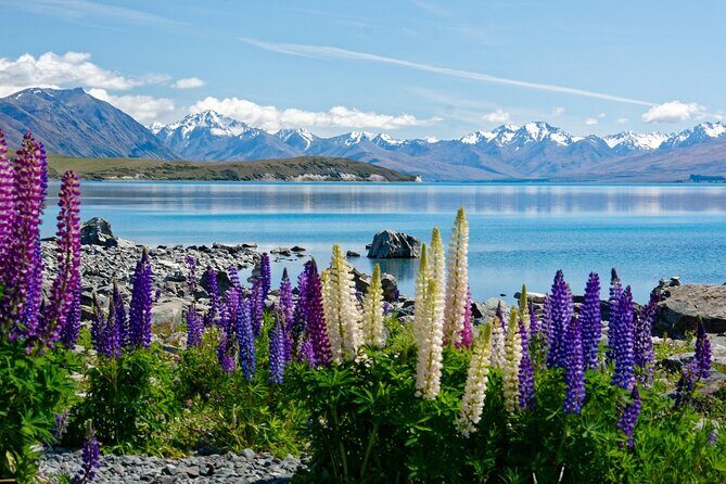 Christchurch to Queenstown One way via Mt Cook with Breakfast - Who Is This Tour Best For?