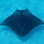 Combo Diving and Snorkeling Full Day Tour - Why This Tour Excels: The Highlights That Matter