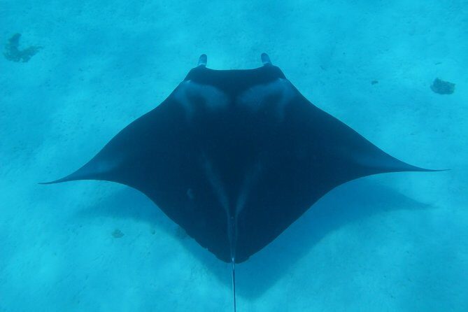 Combo Diving and Snorkeling Full Day Tour - Why This Tour Excels: The Highlights That Matter