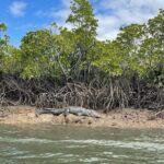 Croc Spotting Jetski Experience in Cairns City - Price and Value: Is It Worth It?