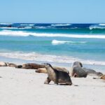 Cruise Ship Flinders Chase Tour - The Itinerary: Highlights & Why They Matter