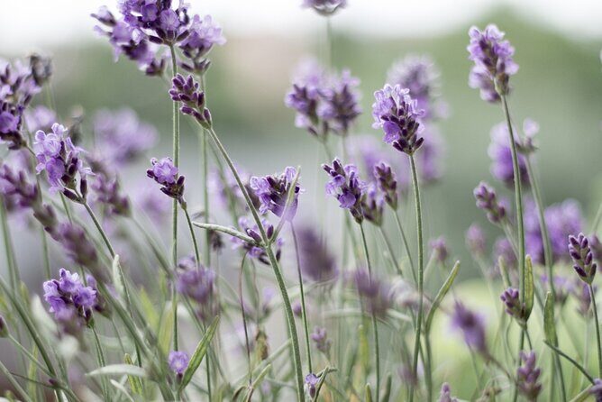 Cruise Ship - Port Arthur Shore Excursion - Hobart - A Deeper Look at the Port Arthur Shore Excursion