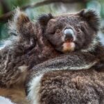 CRUISE SHIP Wildlife Tour - Authentic Encounters & Local Knowledge