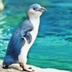 Customizable Private Tour in Christchurch New Zealand - Who Should Consider This Tour?