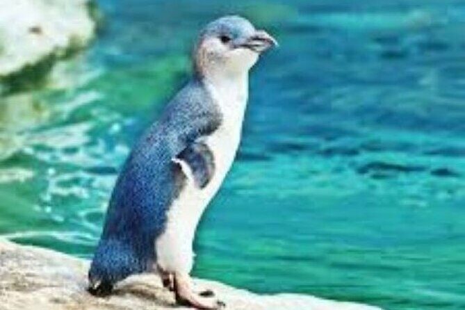 Customizable Private Tour in Christchurch New Zealand - Who Should Consider This Tour?