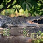 Darwin: Kakadu National Park, Yellow Water River Cruise - What We Love About This Tour