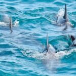 Day Tours Anna Bay and Nelson Bay Port Macquarie North Coast NSW - How Do the Reviews Reflect the Experience?