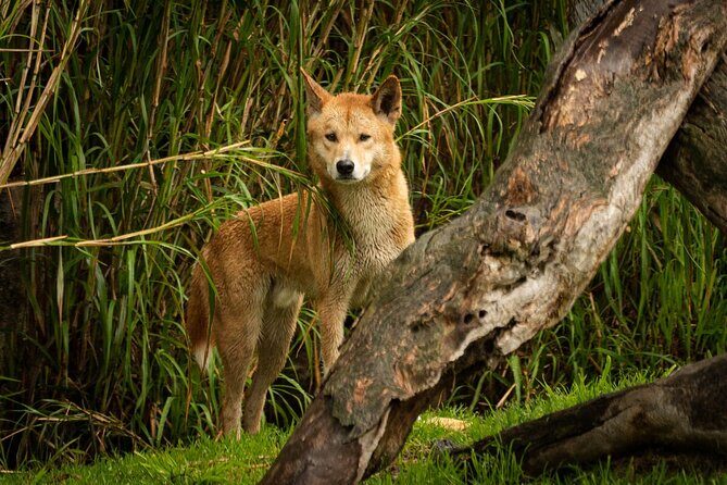 Dingo Experience at Healesville Sanctuary - excl. entry - Exploring the Dingo Experience at Healesville Sanctuary
