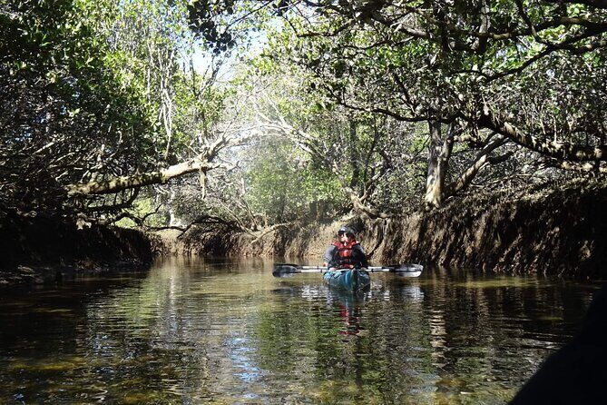 Dolphin Sanctuary Kayak Tours Twilight Mangrove Kayak - The Itinerary in Detail