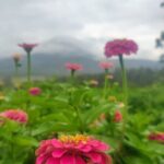 Ellia's Garden: Pick Your Own & Farm Family Fun - The Pick-Your-Own Experience