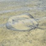 Epic Stand Up Paddle -Stingray & Mangrove Tour (Full Guided) - A Deep Dive into the Experience