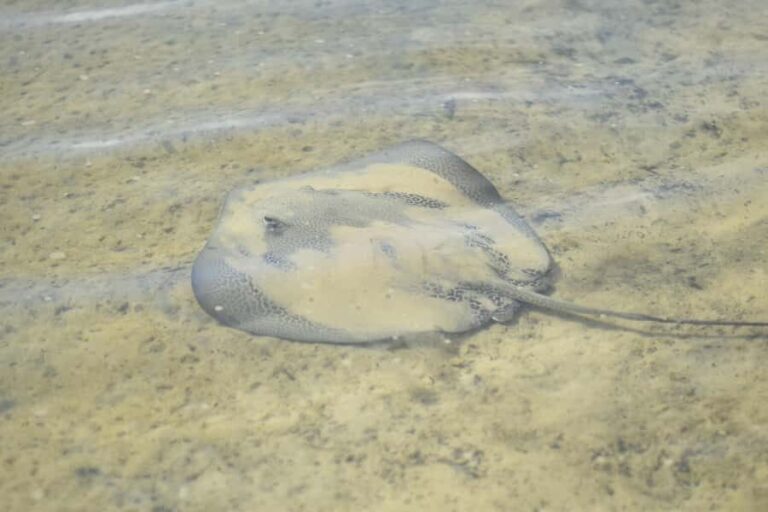 Epic Stand Up Paddle -Stingray & Mangrove Tour (Full Guided) - A Deep Dive into the Experience