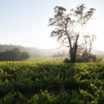Estate Tour from Soil to Glass - Exploring the Mitchell Wines Estate Tour