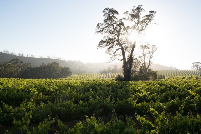 Estate Tour from Soil to Glass - Exploring the Mitchell Wines Estate Tour