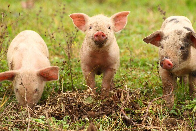 Exclusive Farm Experience - What Makes This Tour Stand Out?