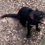 Explore Wildlife and Richmond Heritage Tour - Practical Details & What to Expect