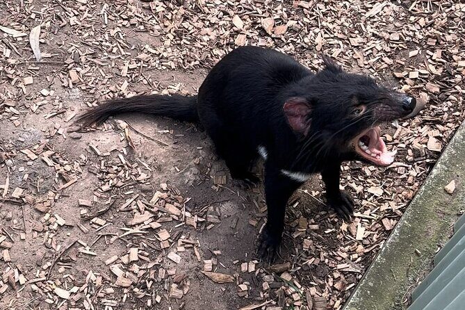 Explore Wildlife and Richmond Heritage Tour - Practical Details & What to Expect