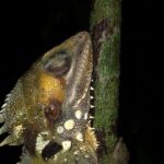 Family Night Walking Tour at Tropical Rainforest in Daintree - What Makes This Tour Stand Out?