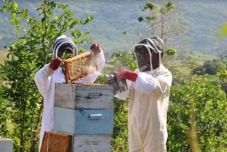 Fiji: Farm Tour: Animals, Honey Tasting & Fijian Cooking - An In-depth Look at the Fiji Farm Tour