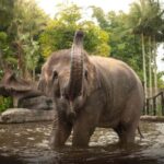 From Brisbane: Australia Zoo Transfer and Entry Ticket - An In-Depth Look at the Experience