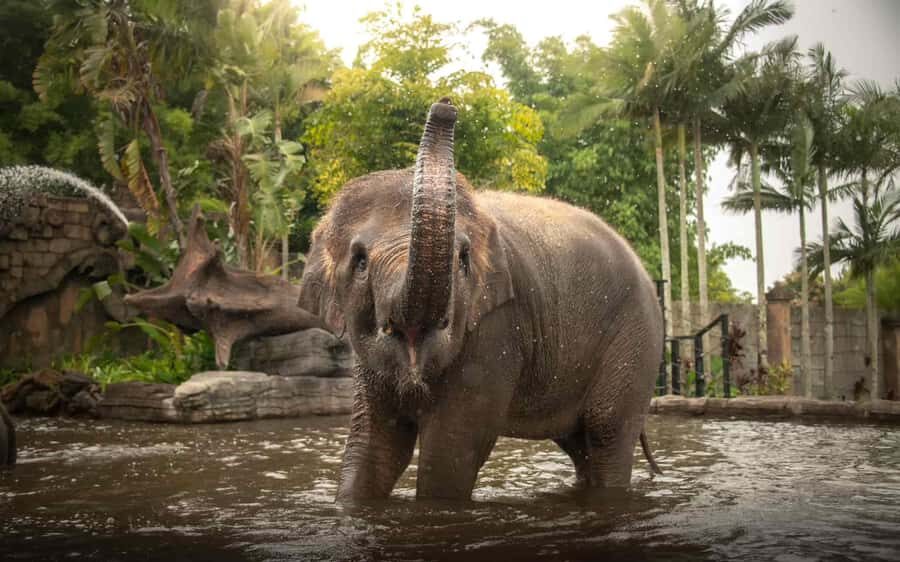 From Brisbane: Australia Zoo Transfer and Entry Ticket - An In-Depth Look at the Experience