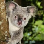From Brisbane: Queensland Zoo and Sunshine Coast Day Trip - Exploring the Itinerary in Detail