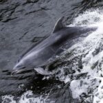 From Manapouri: Doubtful Sound Wilderness Day Trip - Is It Worth The Price?