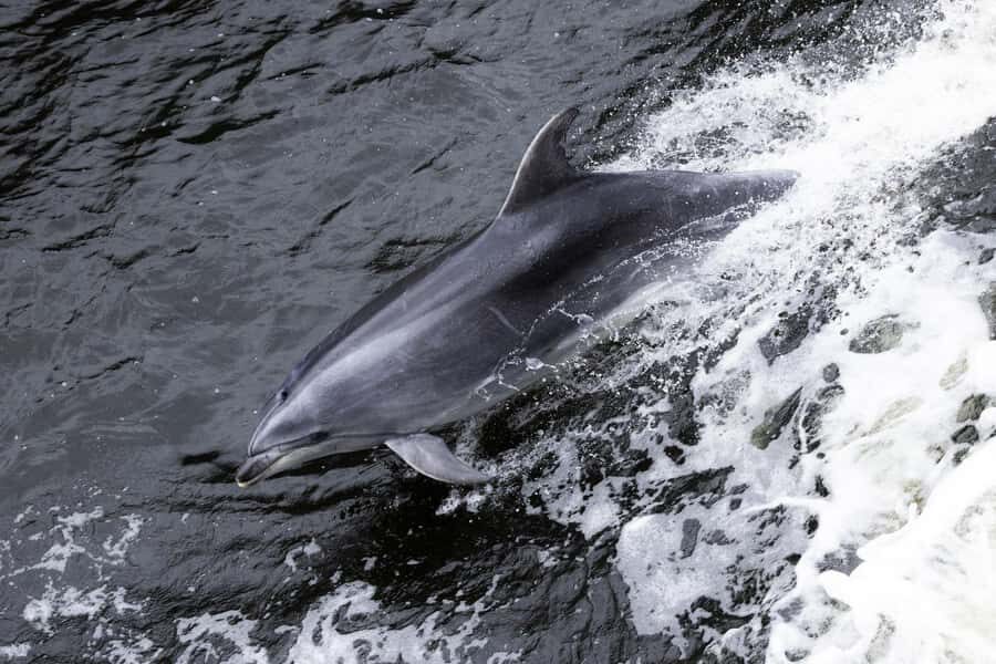 From Manapouri: Doubtful Sound Wilderness Day Trip - Is It Worth The Price?