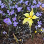 From Perth: Full-Day Wildflower Discovery Tour - The Practicalities: What You Need to Know