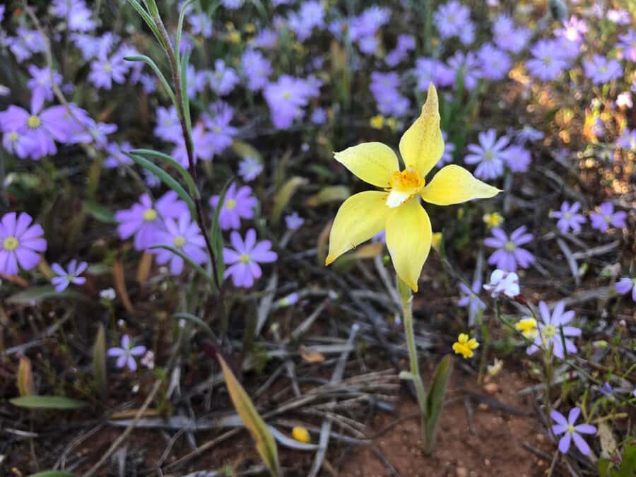 From Perth: Full-Day Wildflower Discovery Tour - The Practicalities: What You Need to Know