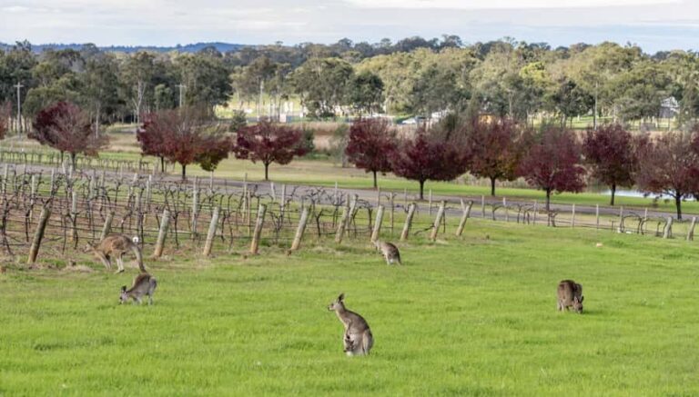 From Sydney: All Inclusive Boutique Hunter Valley Wine Tour - Is It Worth the Price?