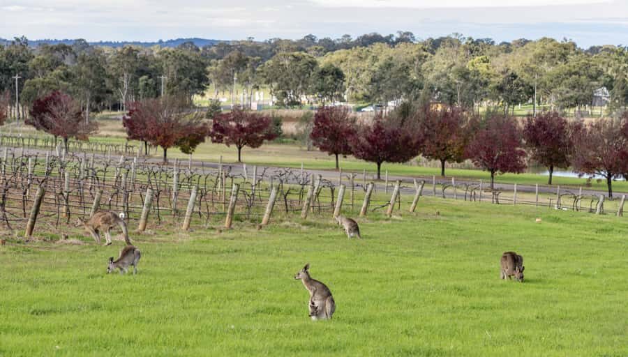 From Sydney: All Inclusive Boutique Hunter Valley Wine Tour - Is It Worth the Price?