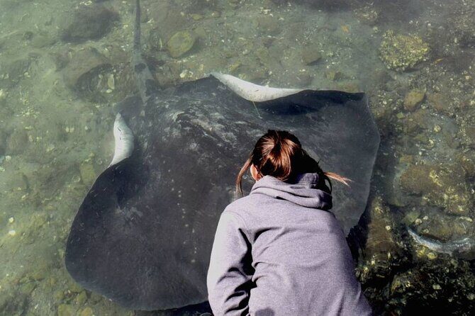 From Sydney: Day Tour to Jervis Bay with Beaches and Koalas - Authentic Experiences from Past Travelers