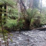 Fruit Picking & Nature Private Tour Yarra Valley & Warburton - What’s Included and What’s Not?