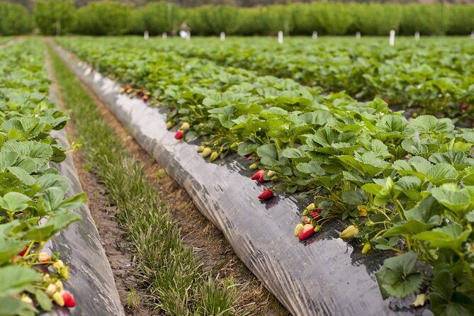Fruits picking tour from Melbourne - What’s Included and What’s Not?