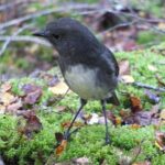 Full Day Small Group Routeburn Valley Hike - The Itinerary in Detail