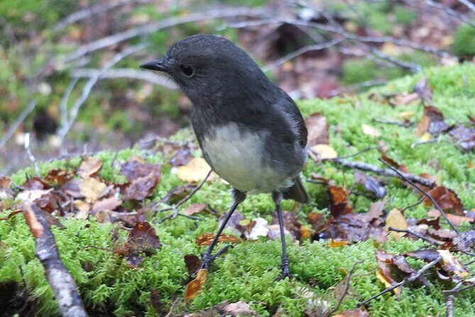 Full Day Small Group Routeburn Valley Hike - The Itinerary in Detail