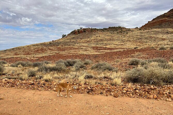 Full day The Painted Desert Tour in Outback South Australia - Authentic Insights from Reviews