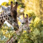Giraffe Experience at Melbourne Zoo - excl. entry - FAQs About the Giraffe Experience at Melbourne Zoo