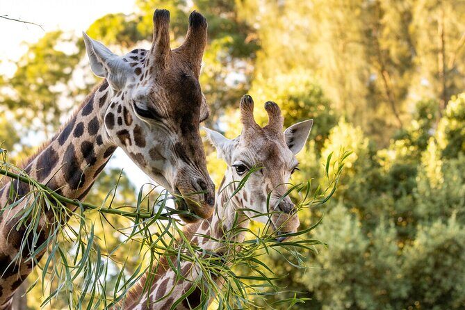 Giraffe Experience at Melbourne Zoo - excl. entry - FAQs About the Giraffe Experience at Melbourne Zoo