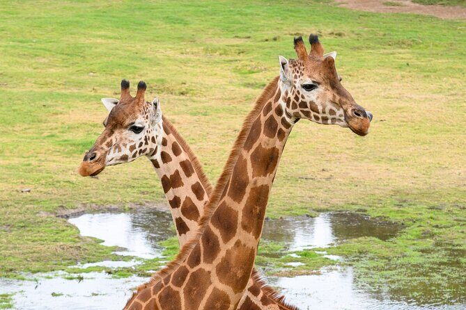 Giraffe Experience at Werribee Open Range Zoo - excl. entry - FAQ