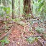 Glass House Mountains Tour with Lunch, Lookouts, and Nature Walks - First Stop: Mt Beerwah and Surrounding Peaks