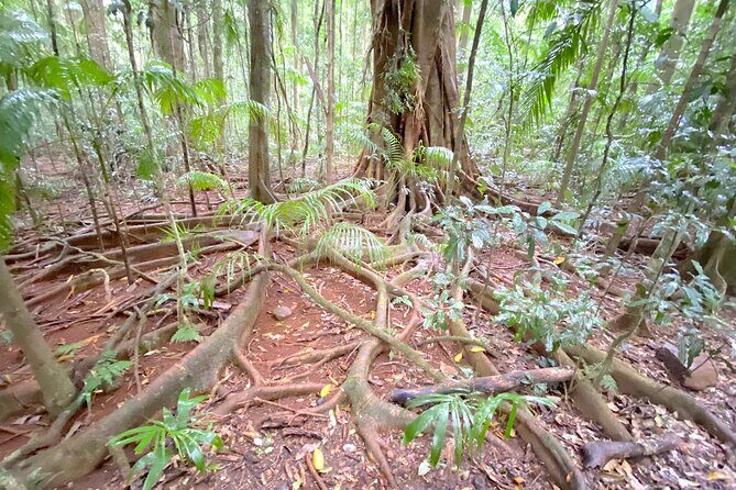 Glass House Mountains Tour with Lunch, Lookouts, and Nature Walks - First Stop: Mt Beerwah and Surrounding Peaks