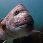 Goat Island Experience Guided Snorkelling for Beginners - Details That Matter