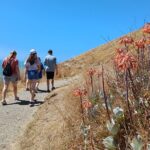 Godley Head Scenic Drive & Guided Walk (Shore Excursion) - An In-Depth Look at the Godley Head Scenic Drive & Guided Walk